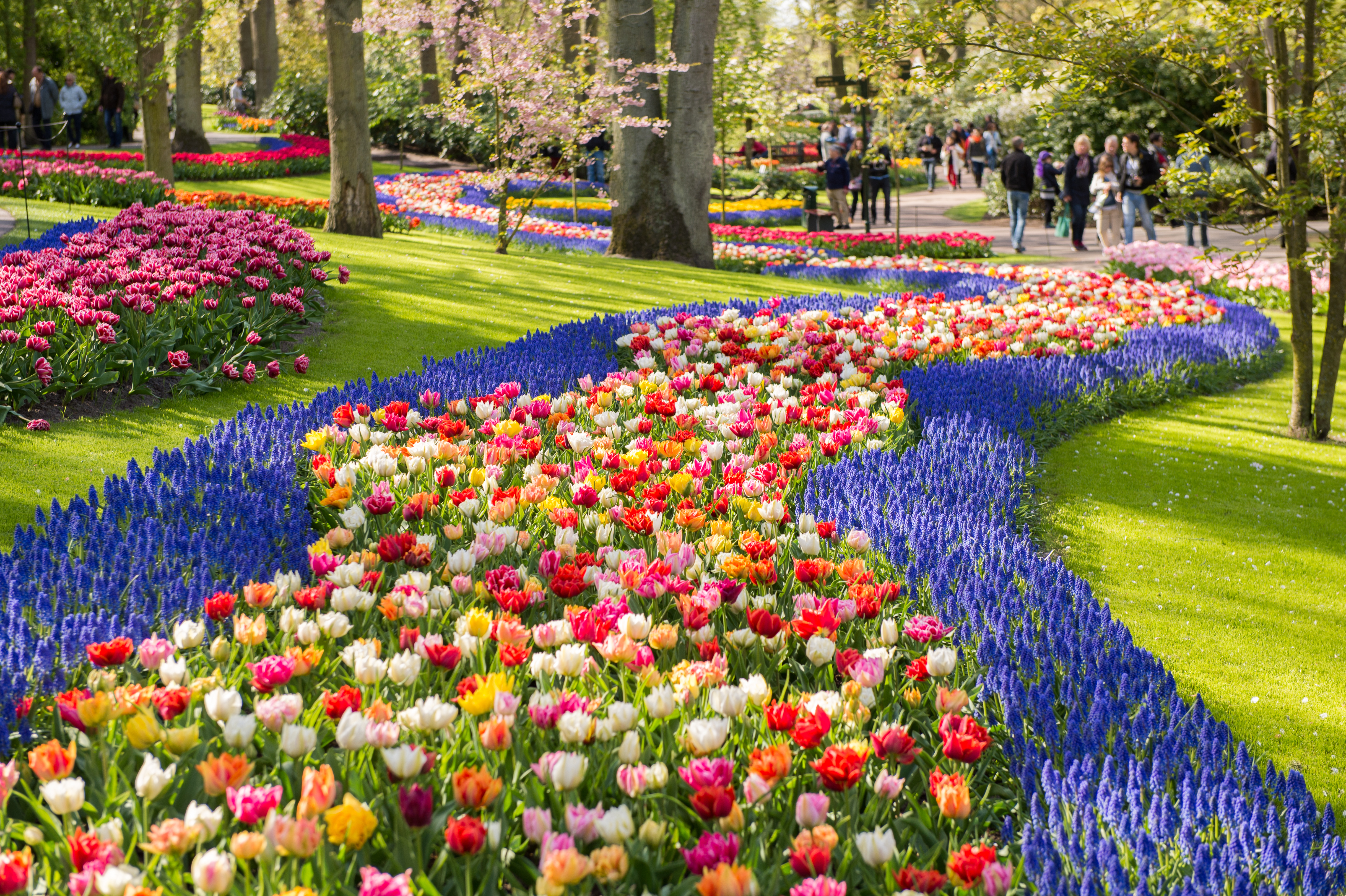 Dutch Waterways and Keukenhof Gardens | Shearings
